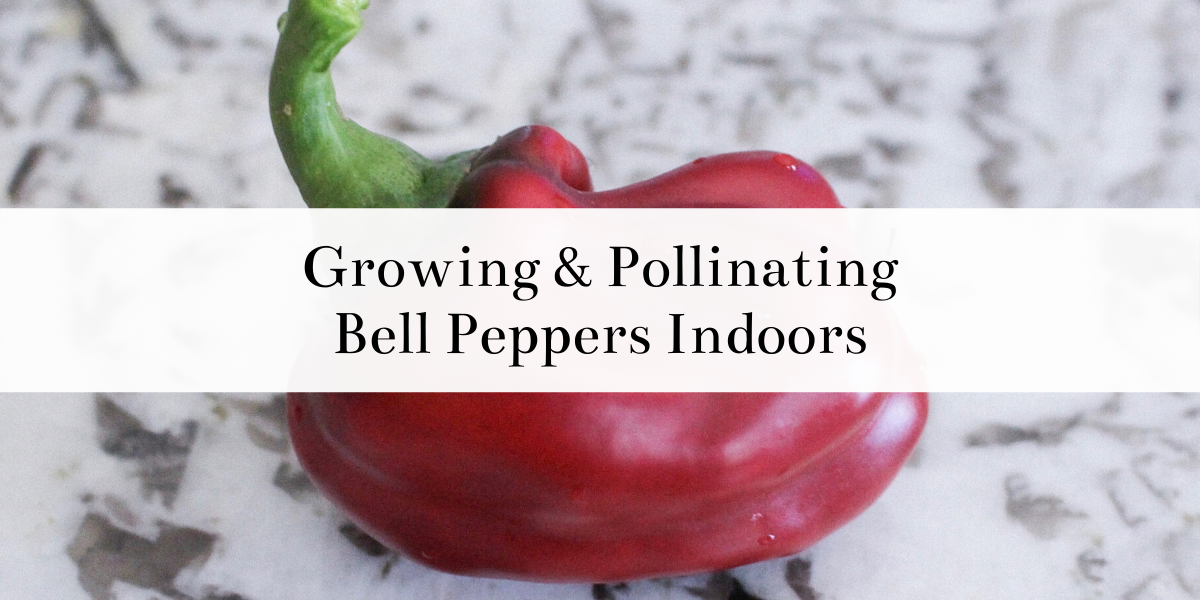 Growing & Pollinating Bell Peppers Indoors – Seemingly Sophie